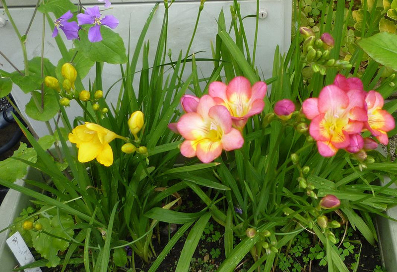 フリージアの二年目を楽しむ: 旅行と習字を楽しむ