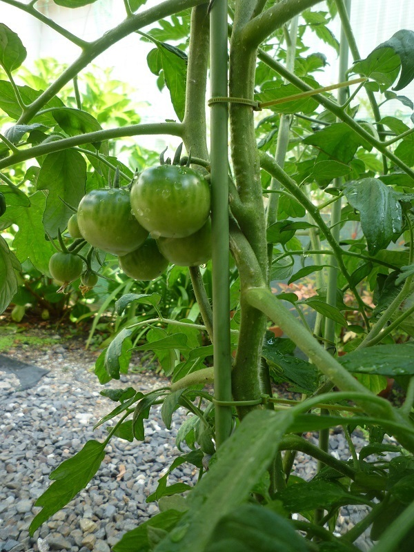 スイートトマトを楽しむ: 旅行と習字を楽しむ